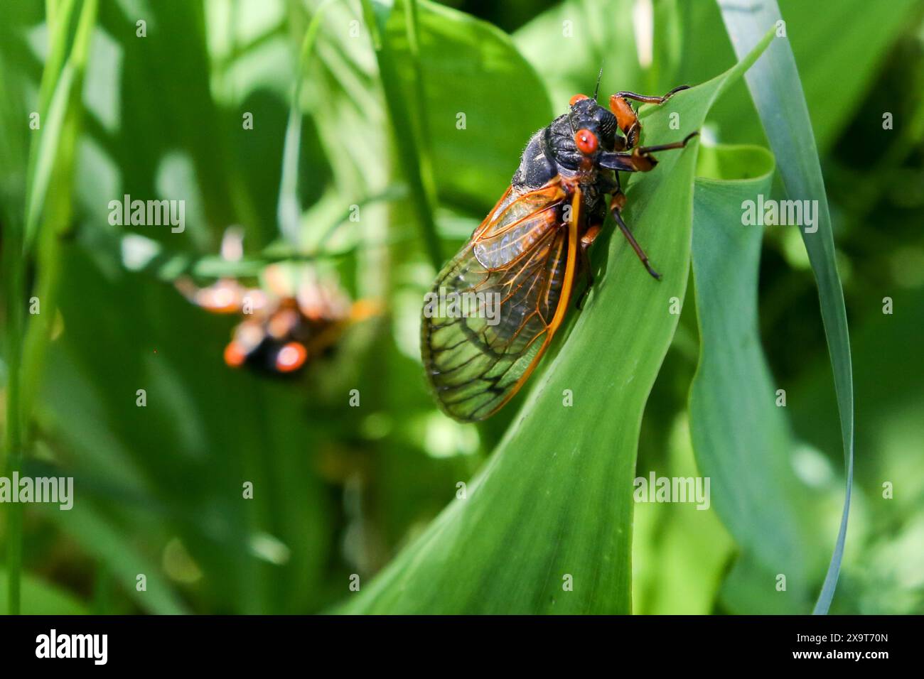 The 17-year cicada Brood XIII emerges in the suburb of Deerfield ...