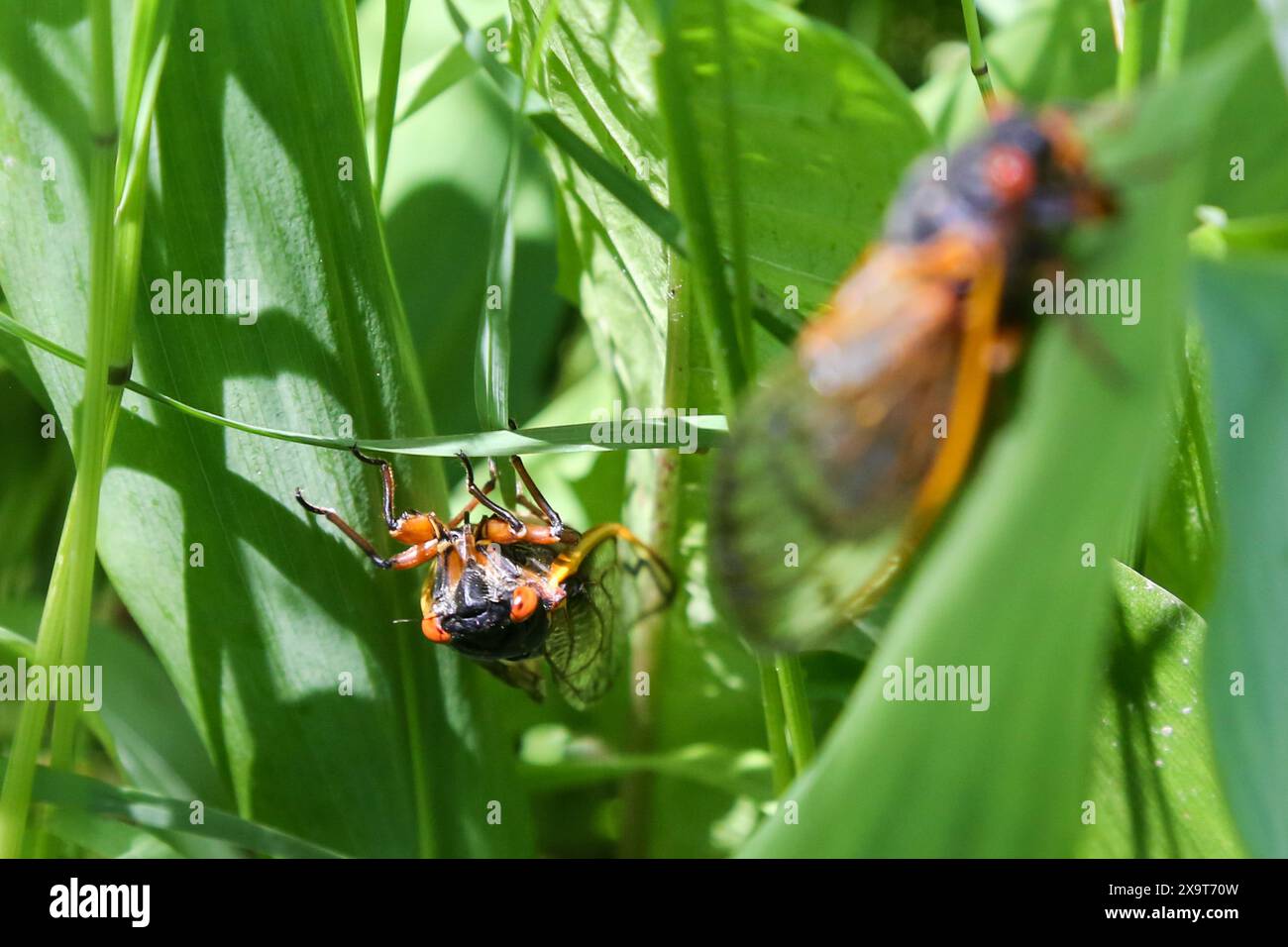 The 17-year cicada Brood XIII emerges in the suburb of Deerfield ...
