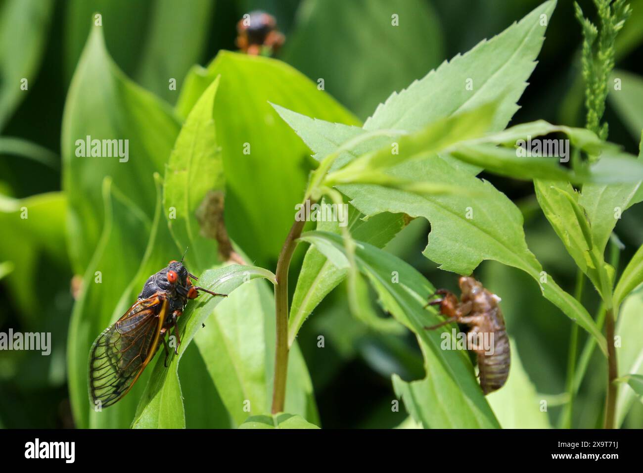 The 17-year cicada Brood XIII emerges in the suburb of Deerfield ...