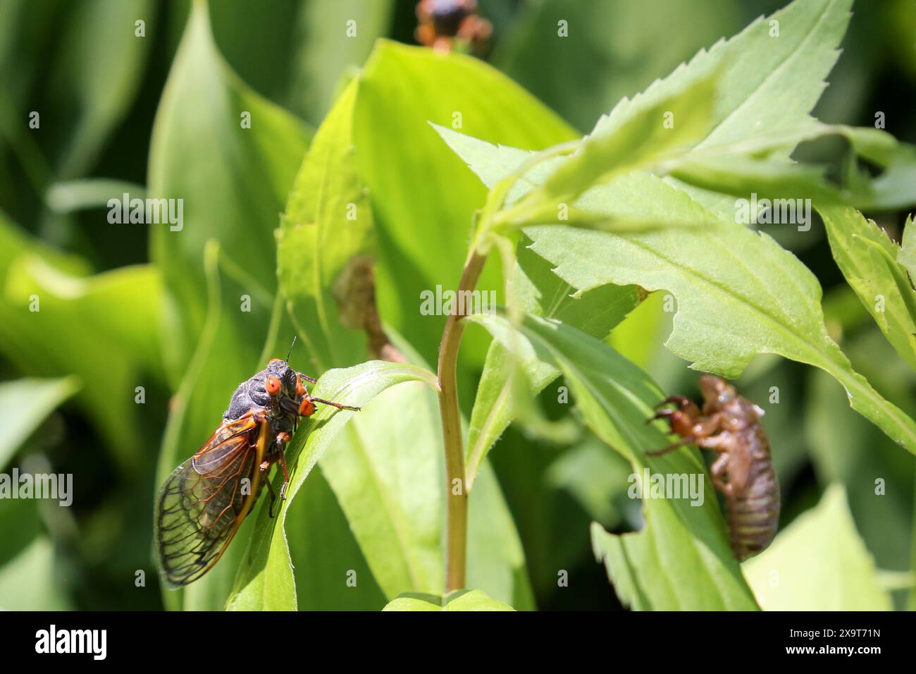 The 17-year cicada Brood XIII emerges in the suburb of Deerfield ...