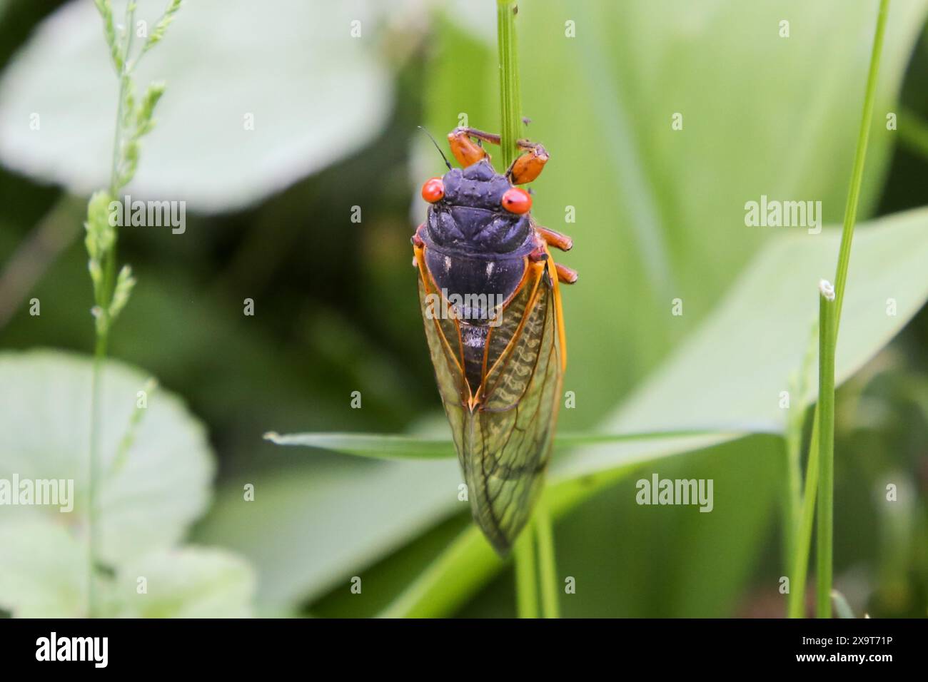 The 17-year cicada Brood XIII emerges in the suburb of Deerfield ...