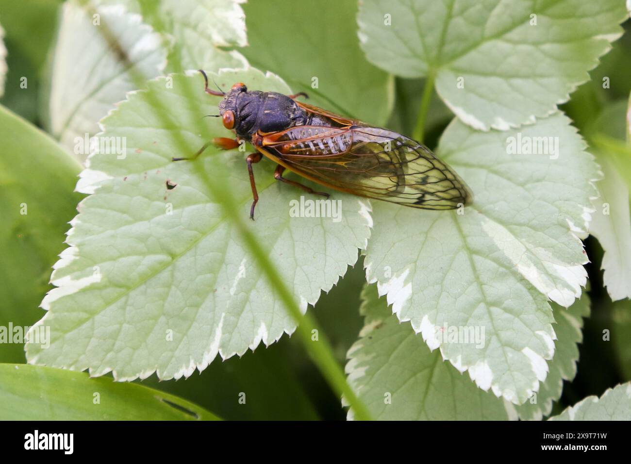 The 17-year cicada Brood XIII emerges in the suburb of Deerfield ...