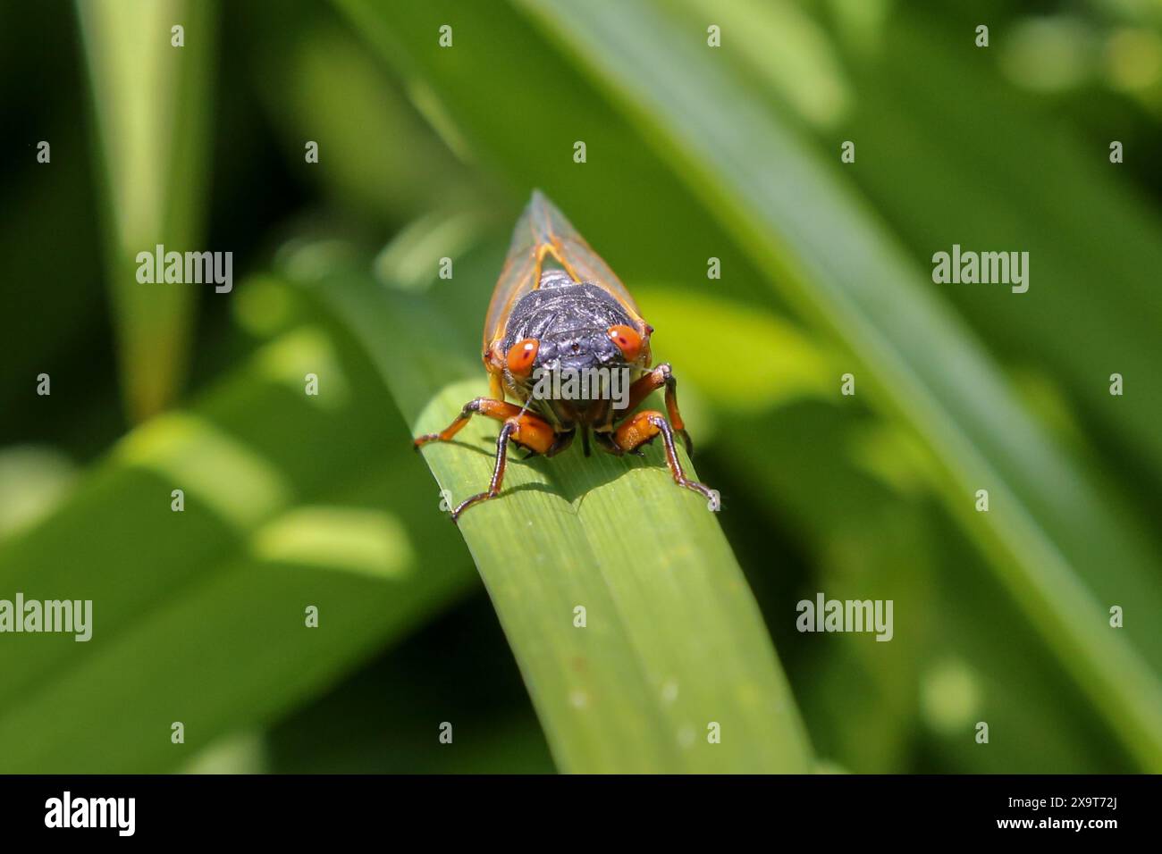 The 17-year cicada Brood XIII emerges in the suburb of Deerfield ...
