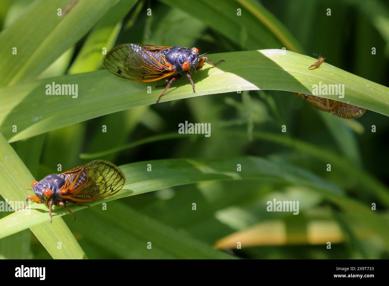 The 17-year cicada Brood XIII emerges in the suburb of Deerfield ...