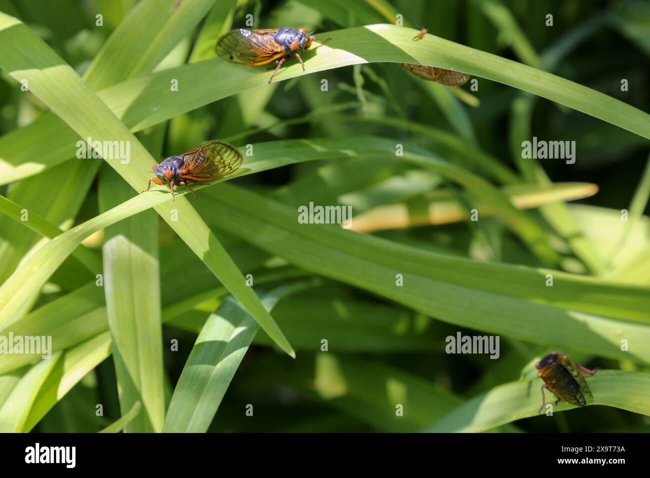 The 17-year cicada Brood XIII emerges in the suburb of Deerfield ...