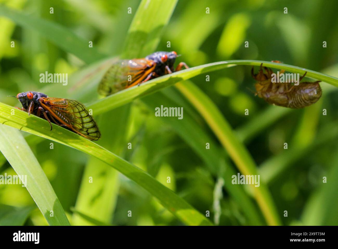The 17-year cicada Brood XIII emerges in the suburb of Deerfield ...