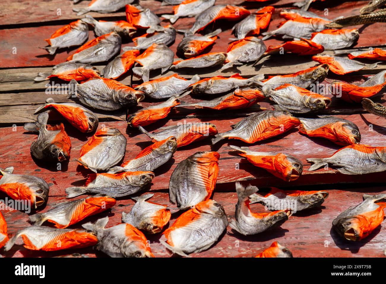 Dried Piranha fish on dock amazon river Stock Photo - Alamy