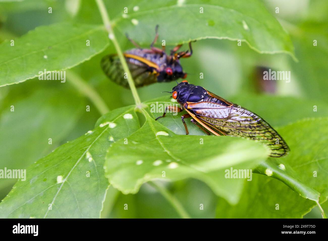 The 17-year cicada Brood XIII emerges in the suburb of Deerfield ...