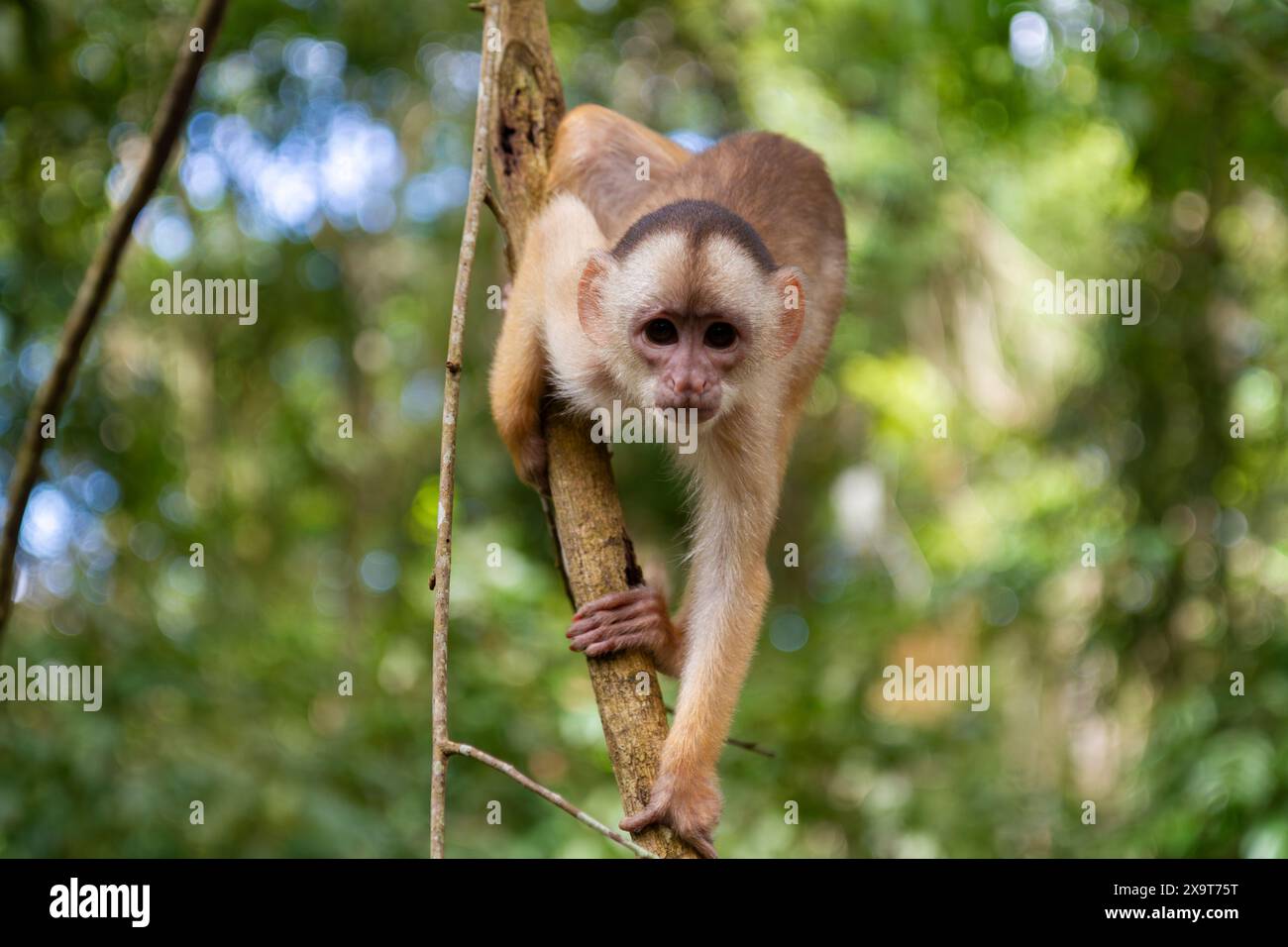 Monkey in the Amazon jungle looking at camera Stock Photo - Alamy