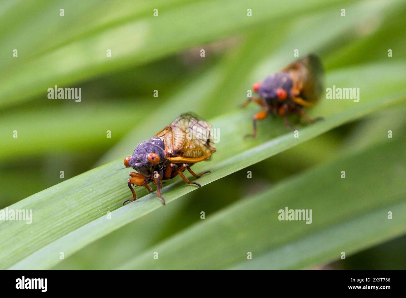 The 17-year cicada Brood XIII emerges in the suburb of Deerfield ...
