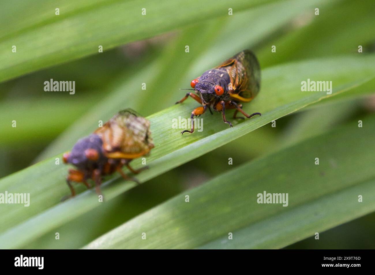 The 17-year cicada Brood XIII emerges in the suburb of Deerfield ...