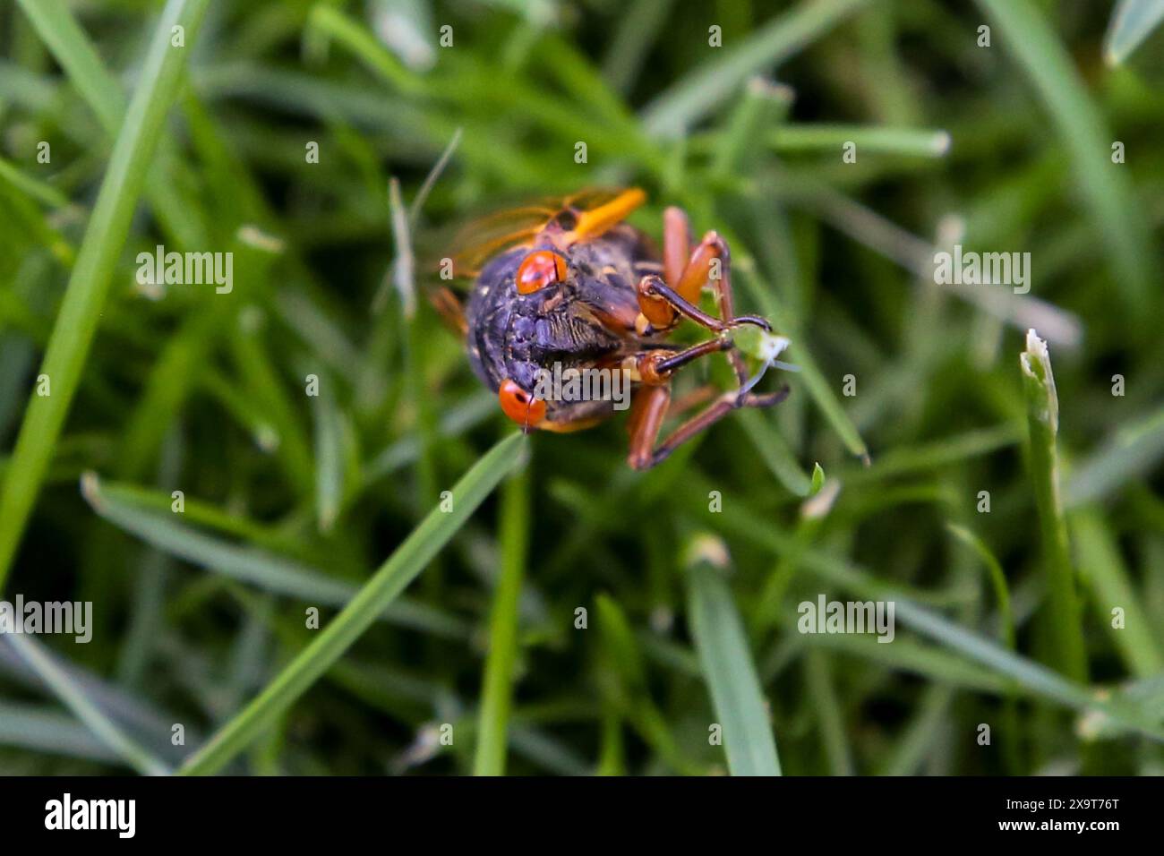 The 17-year cicada Brood XIII emerges in the suburb of Deerfield ...