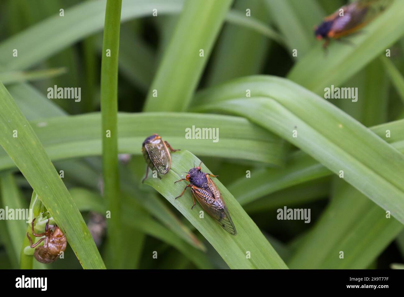 The 17-year cicada Brood XIII emerges in the suburb of Deerfield ...