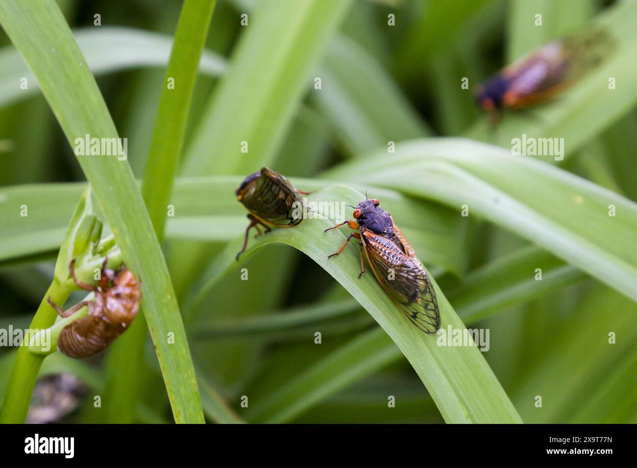 The 17-year cicada Brood XIII emerges in the suburb of Deerfield ...