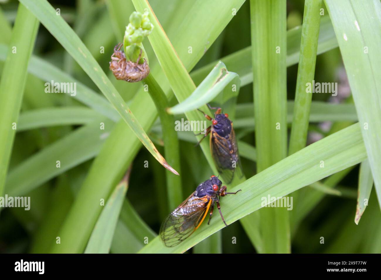 The 17-year cicada Brood XIII emerges in the suburb of Deerfield ...