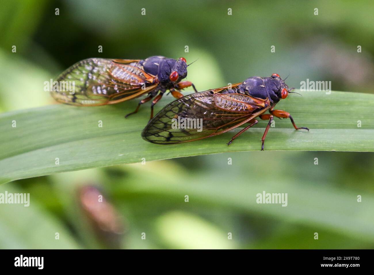 The 17-year cicada Brood XIII emerges in the suburb of Deerfield ...