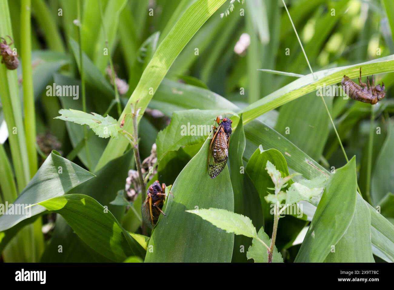 The 17-year cicada Brood XIII emerges in the suburb of Deerfield ...