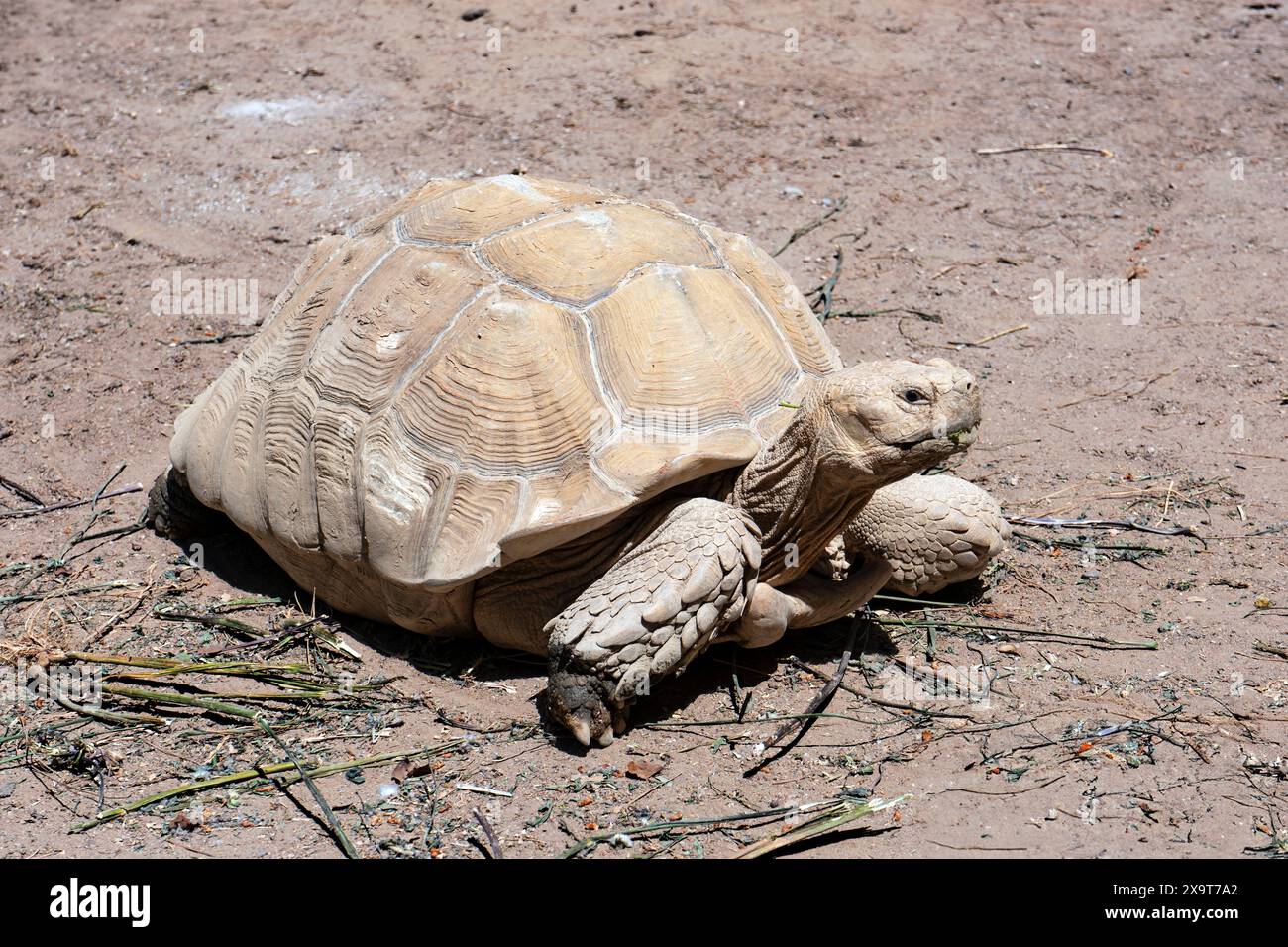 Nevada desert tortoise hi-res stock photography and images - Alamy