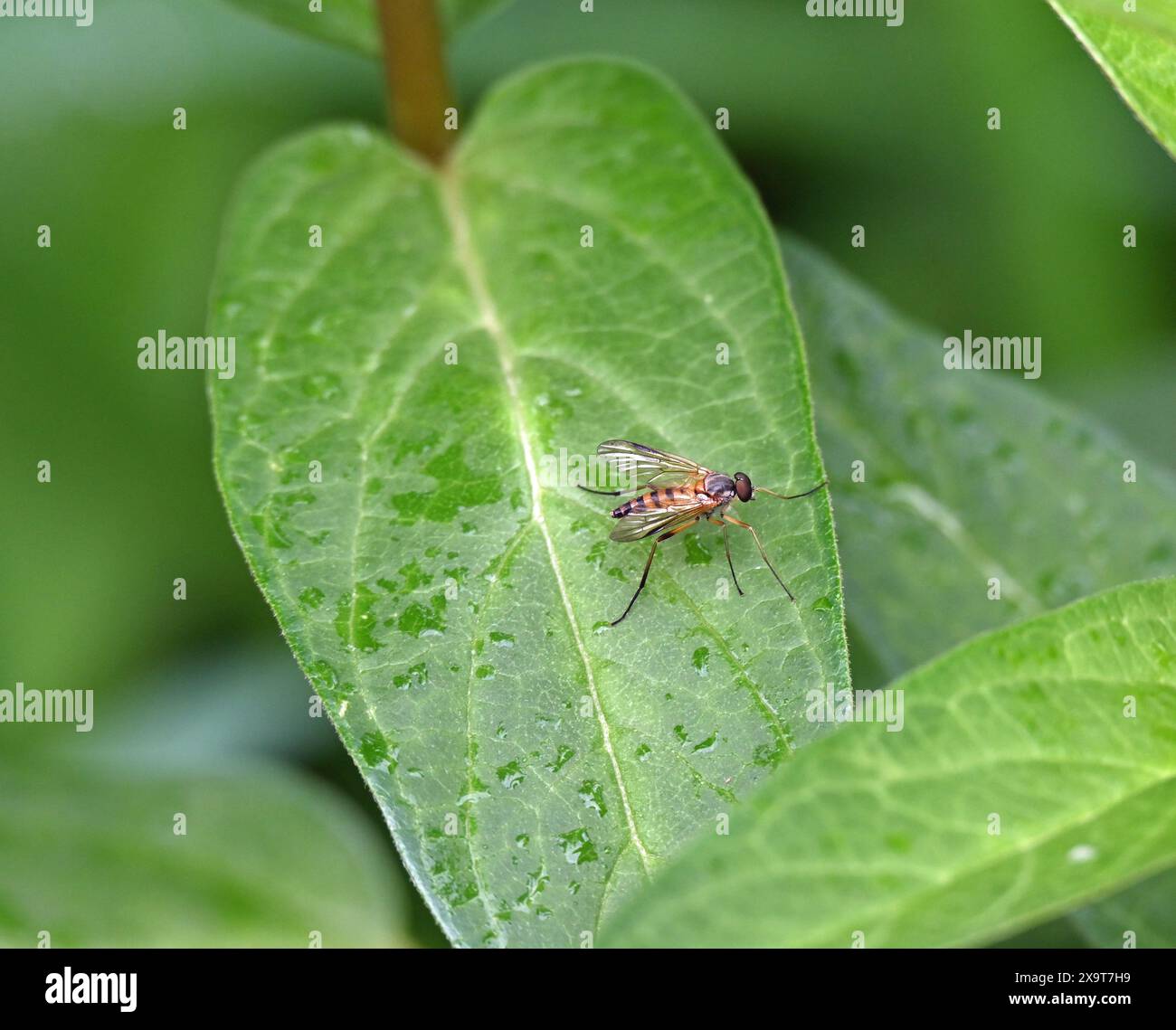 Long legged fly resting on leaf hi-res stock photography and images - Alamy
