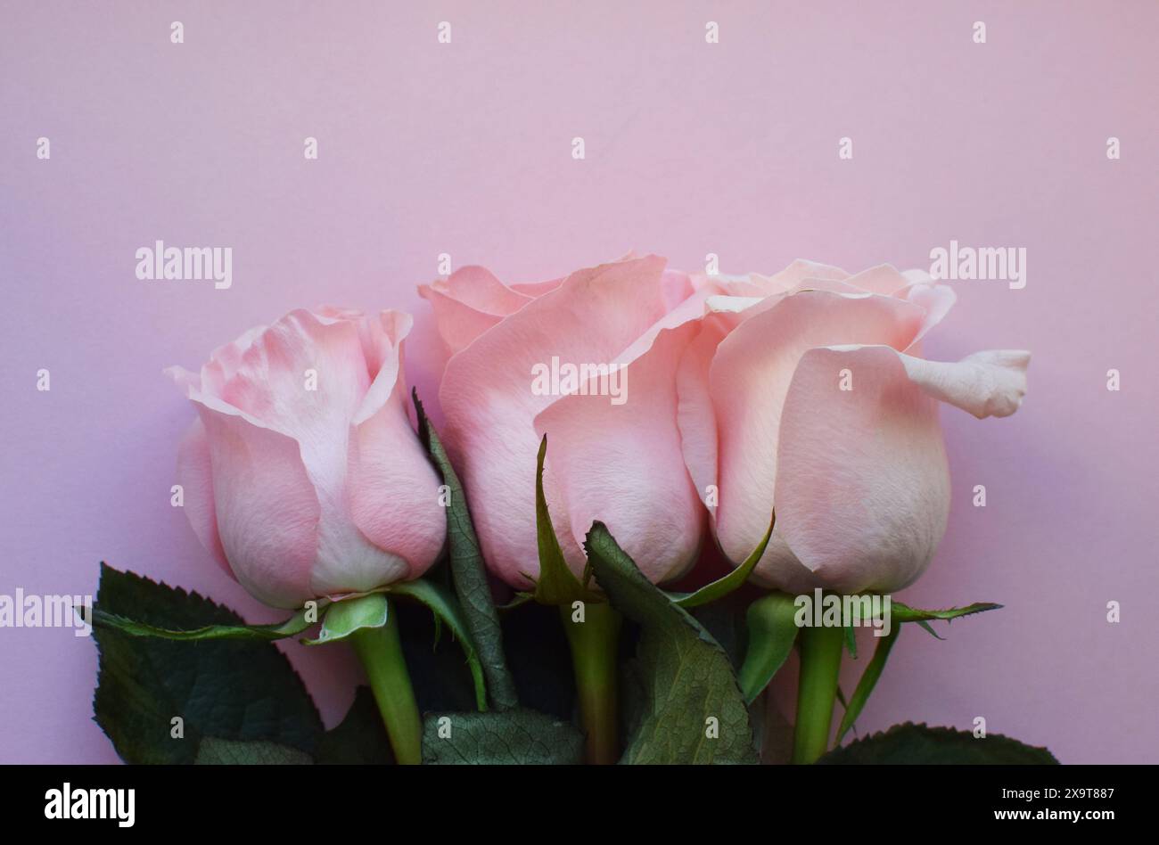 Bouquet of three pink roses, beautiful roses in pastel shades Stock ...