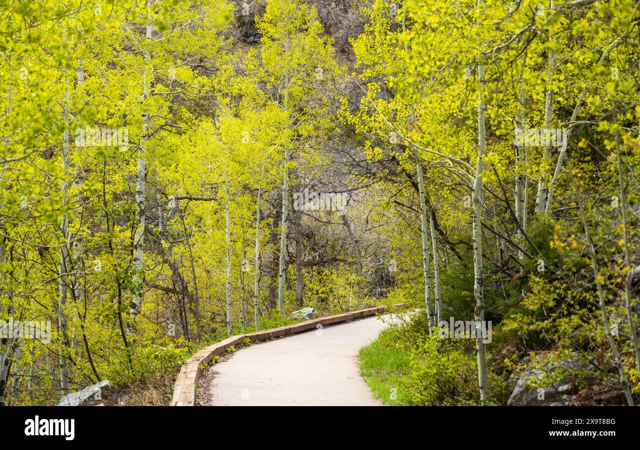 Scenic spring landscape near Fish Creek Falls in Steamboat Springs ...