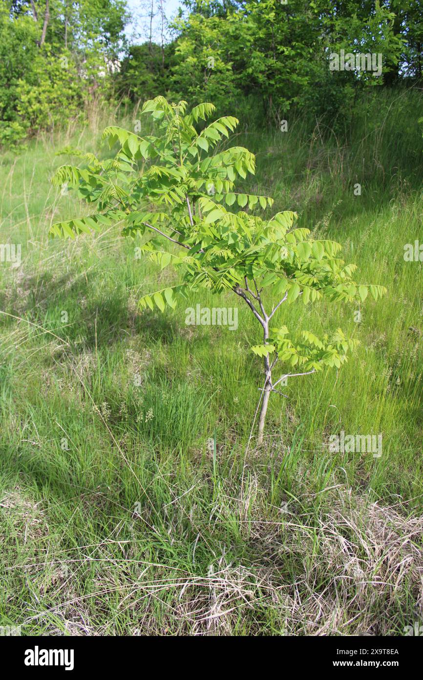 Small black walnut tree in a field in spring in Morton Grove, Illinois ...