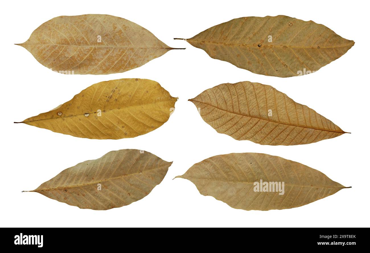 dry leaf or dead leaf isolated on white background Stock Photo - Alamy