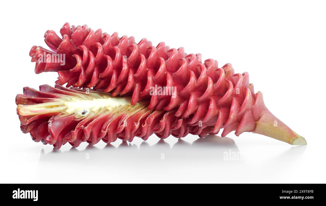Zingiber Zerumbet flower isolated on white background Stock Photo - Alamy