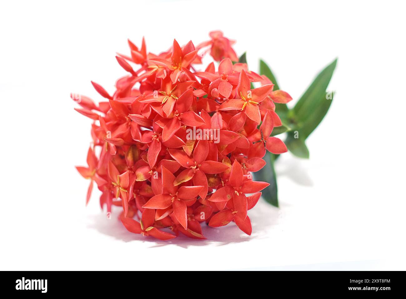 Ixora flower isolated on white background Stock Photo - Alamy