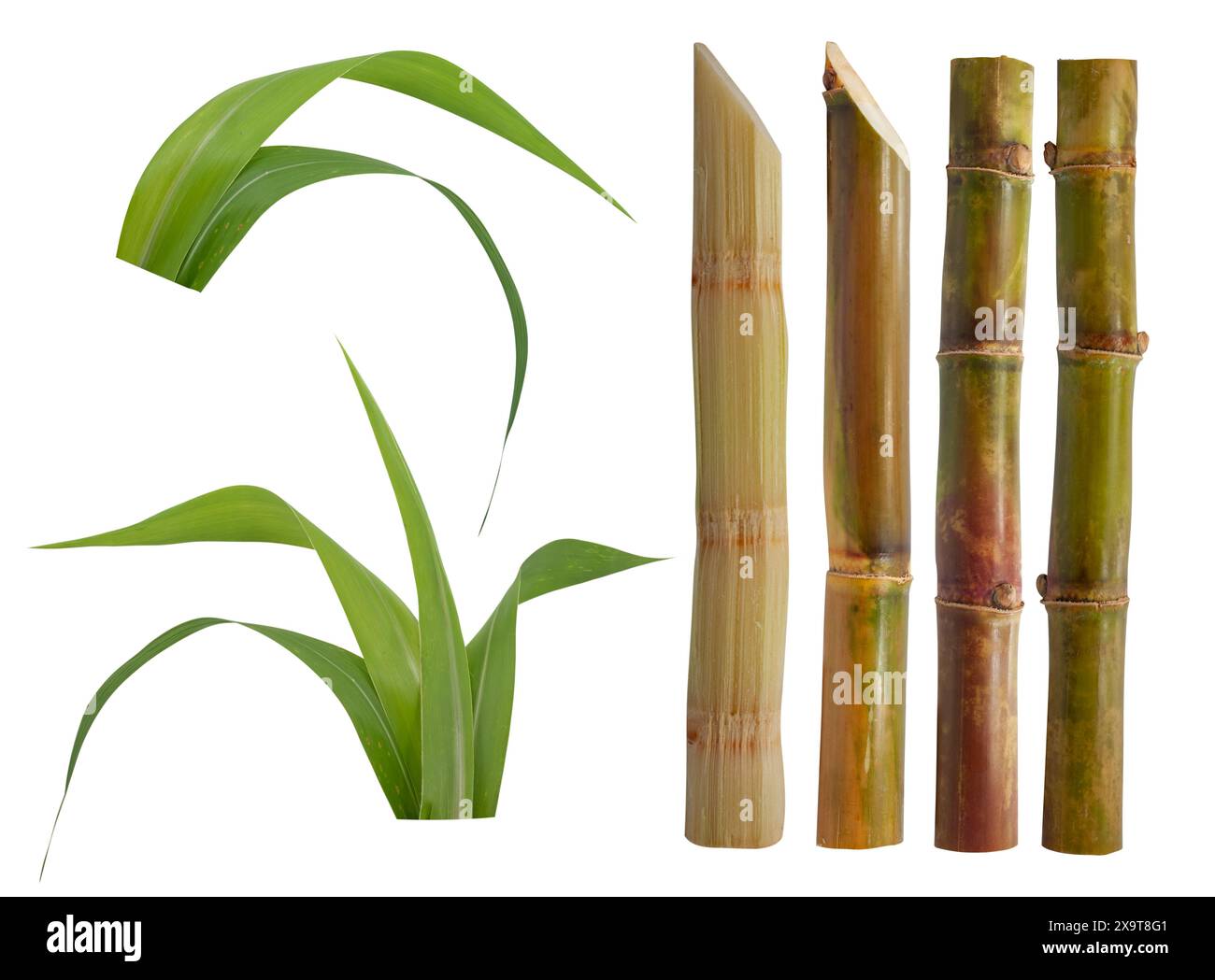 Single object of Sugar cane isolated on a white background Stock Photo ...