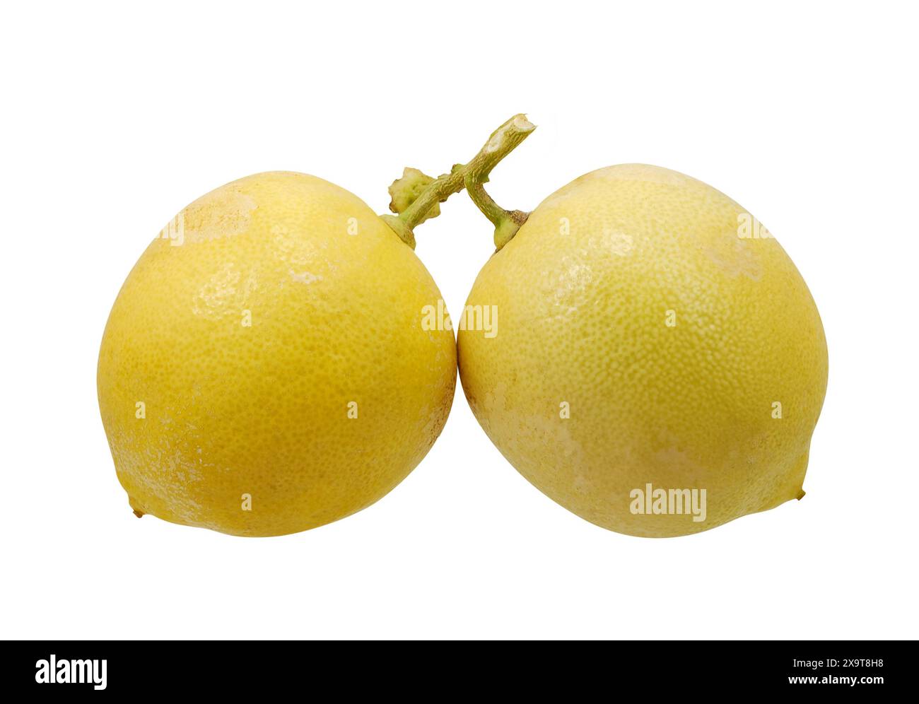 Sun-Kissed Citrus A Pair of Ripe Lemons on white background Stock Photo ...