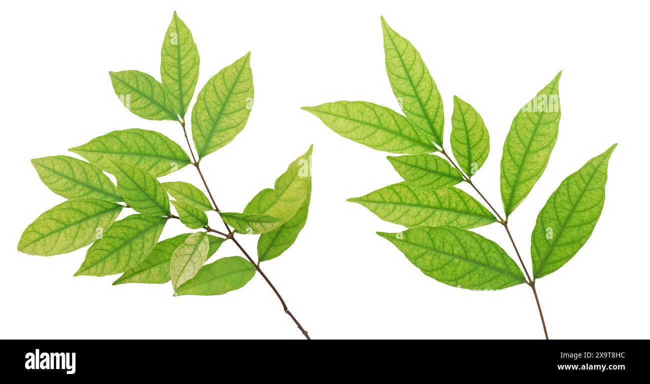 Tropical green leaves frame Cut Out Stock Images & Pictures - Alamy