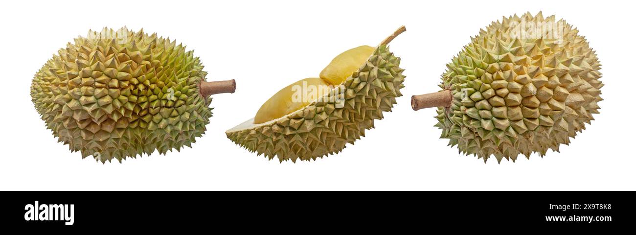 Organic durian fruit flesh hi-res stock photography and images - Alamy