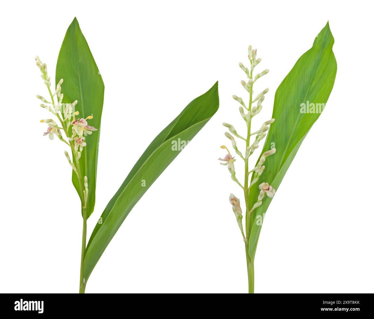 Single object of Ginger leaf isolated on white background Stock Photo ...