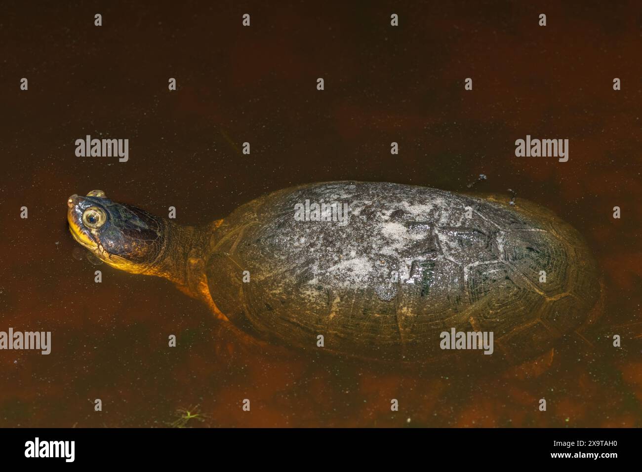 African helmeted marsh terrapin hi-res stock photography and images - Alamy