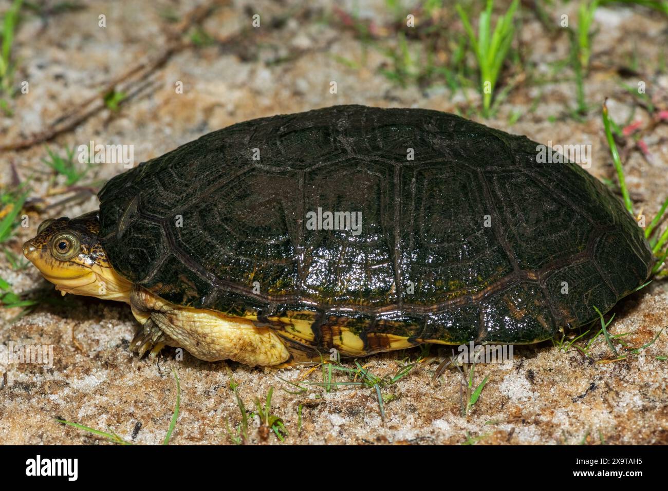A cute marsh terrapin (Pelomedusa subrufa), also known as the African ...