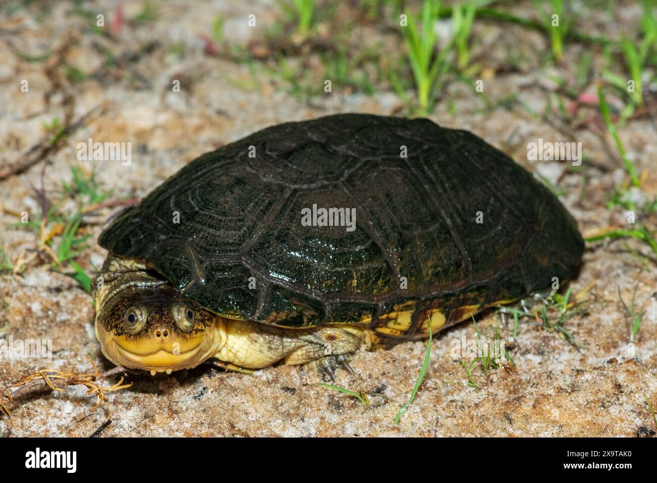 A cute marsh terrapin (Pelomedusa subrufa), also known as the African ...
