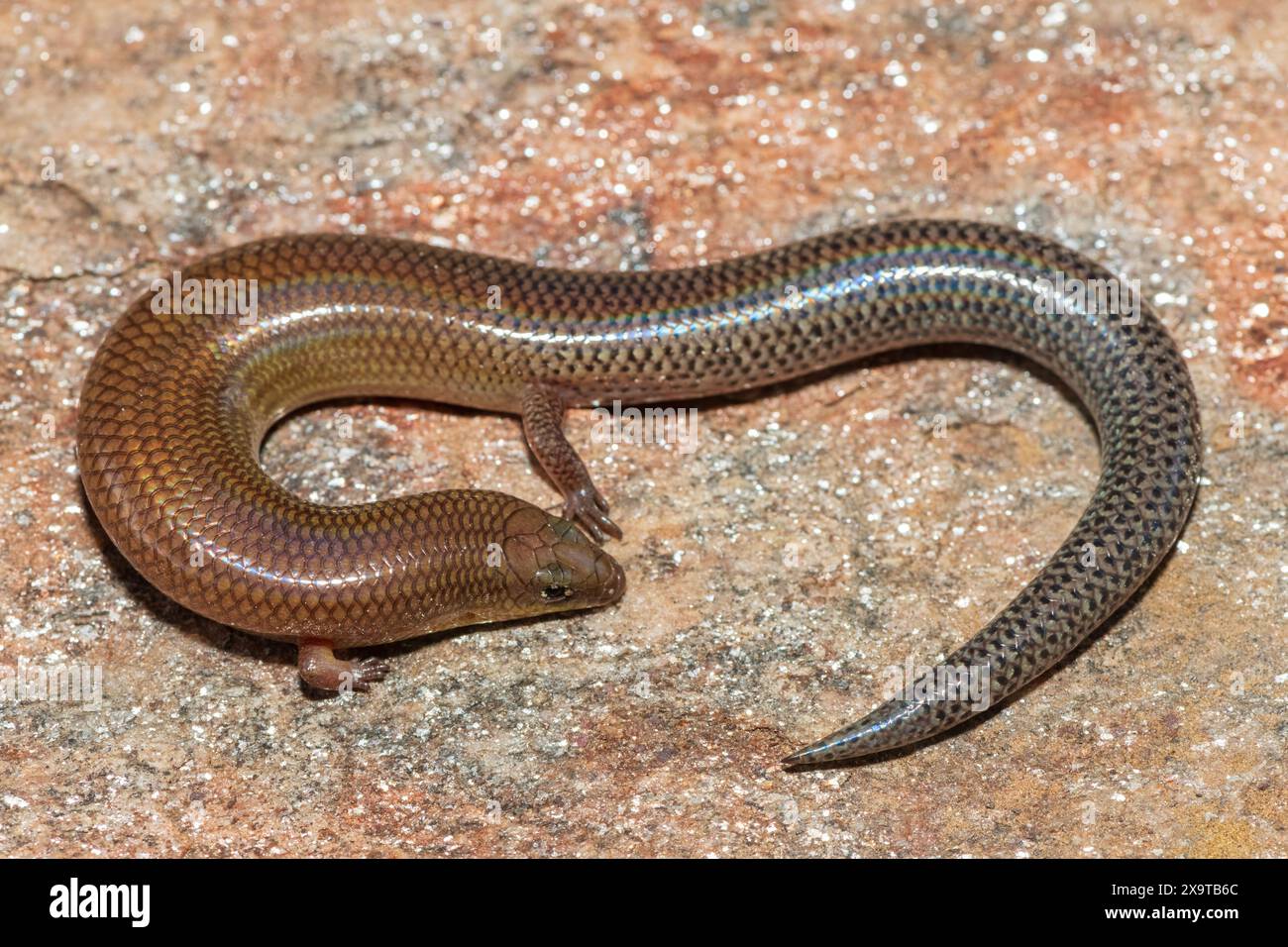 Peters eyelid skink hi-res stock photography and images - Alamy