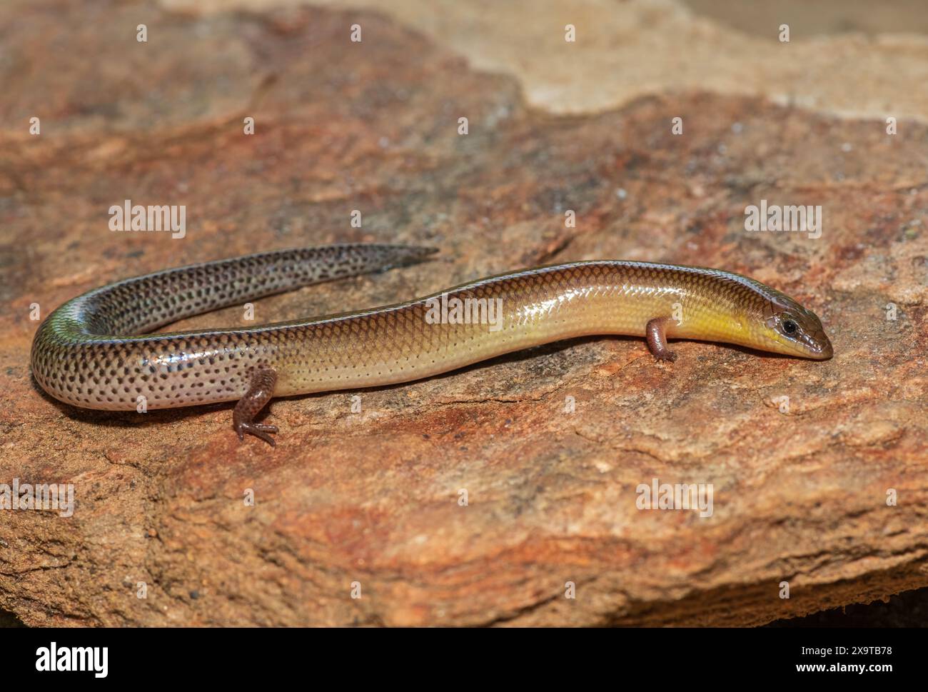 A cute Sundevall's Writhing Skink (Mochlus sundevallii), also known as ...