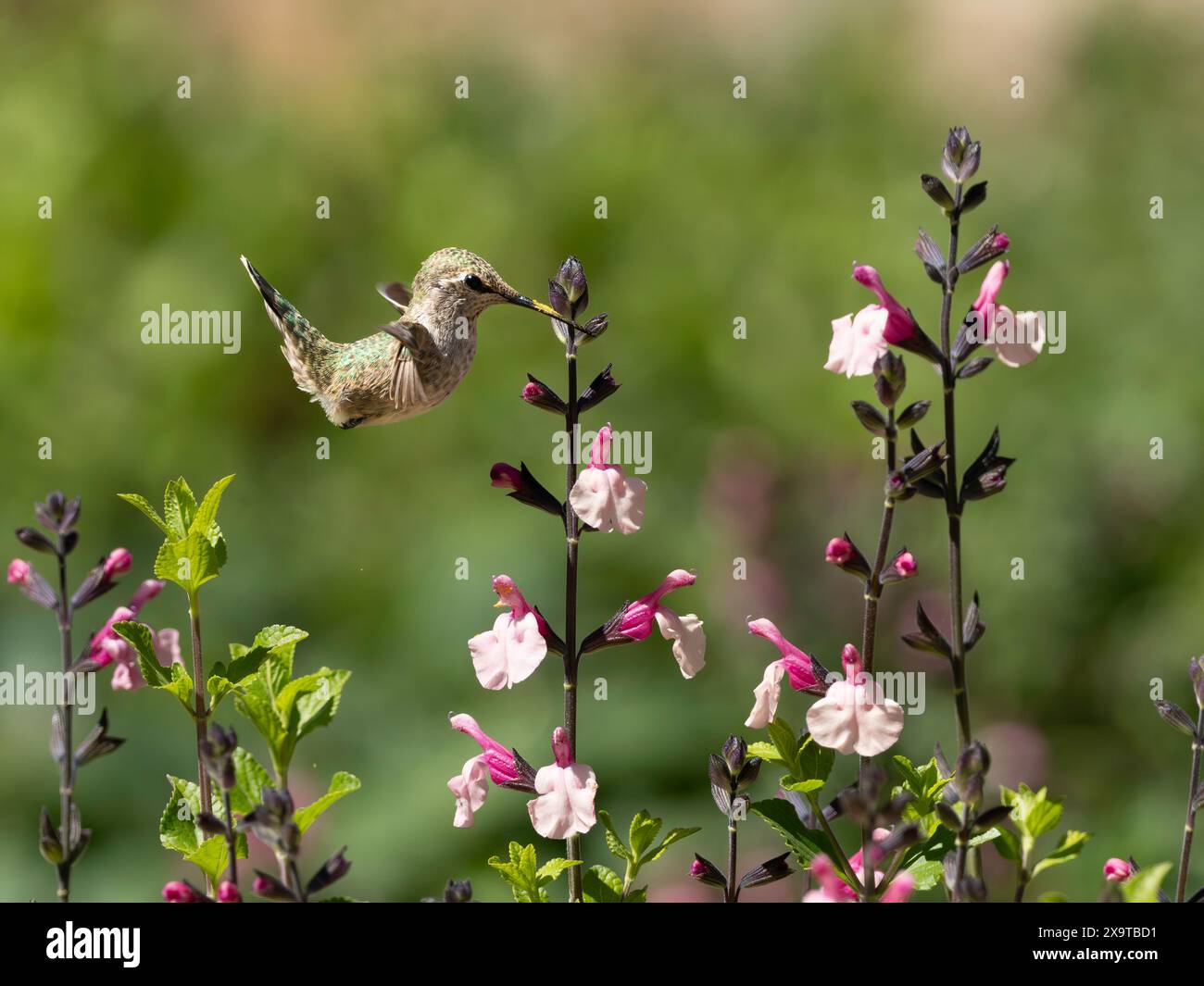 Female anna hummingbird hi-res stock photography and images - Alamy