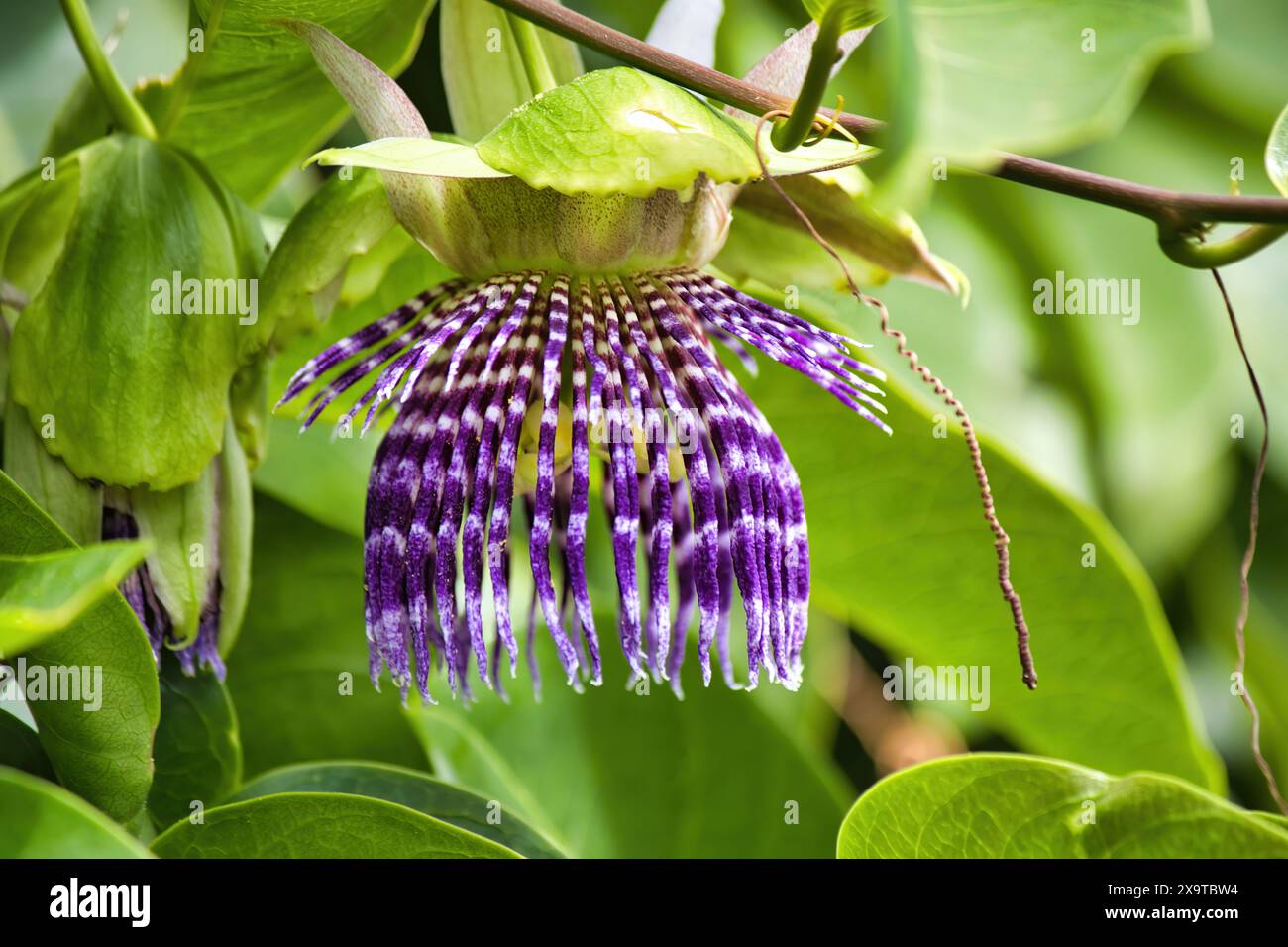 White and purple segments hi-res stock photography and images - Alamy
