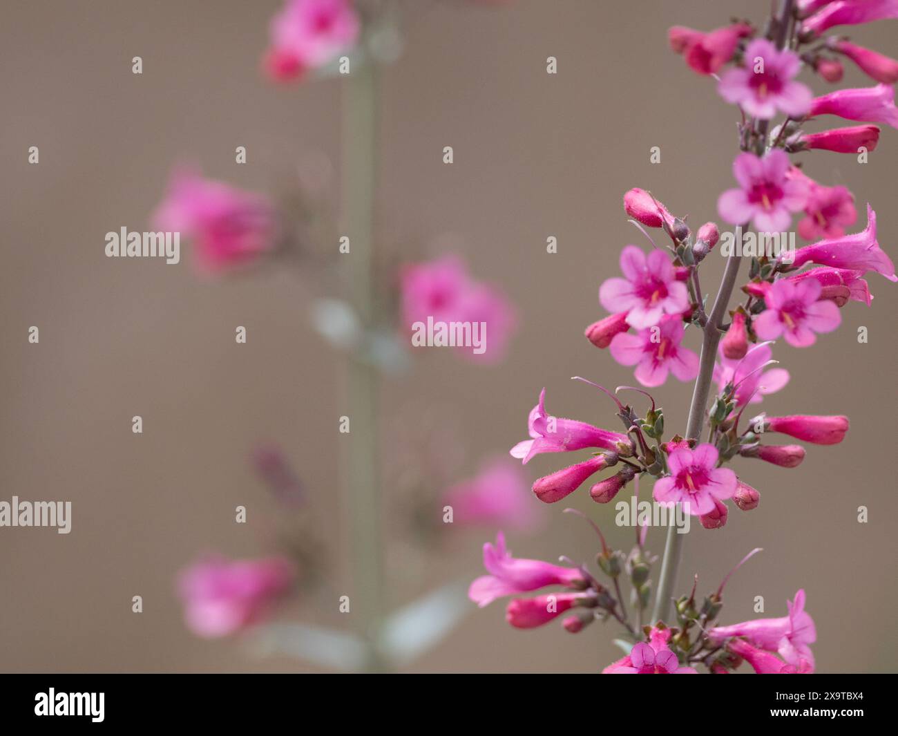 Parry’s Penstemon Pink Wildflowers in Arizona Stock Photo - Alamy