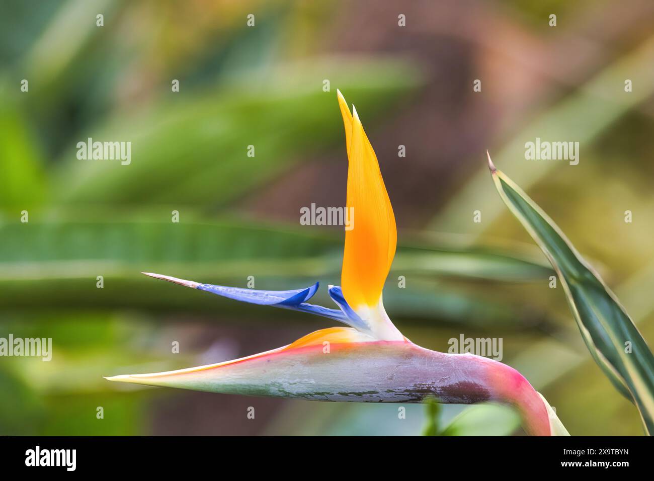 Brilliant bokeh of an ultra close-up bird of paradise flower Stock ...