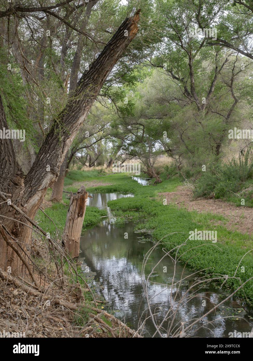 Pristine Forest at the San Pedro River in Arizona Stock Photo - Alamy