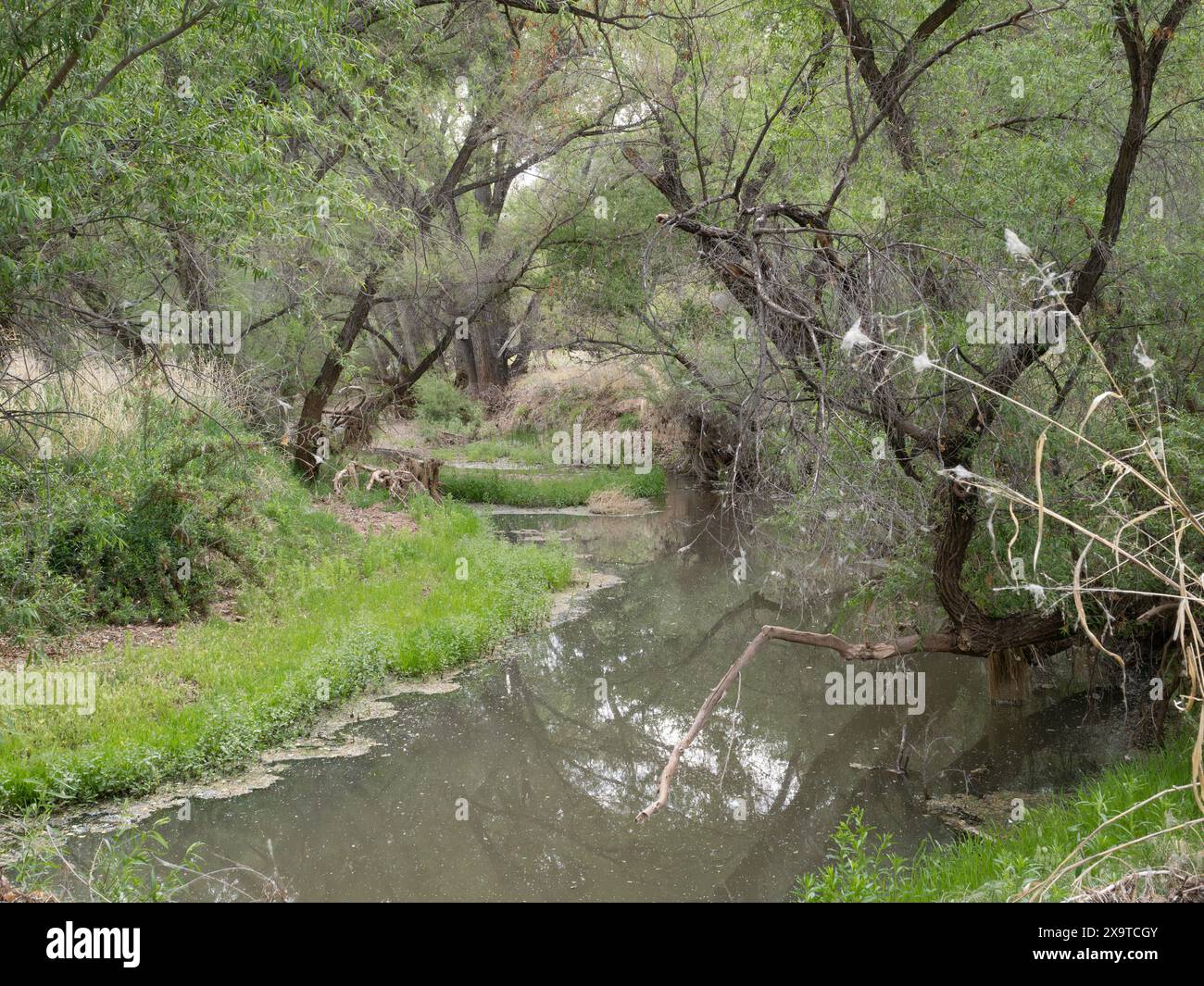 Pristine Forest at the San Pedro River in Arizona Stock Photo - Alamy