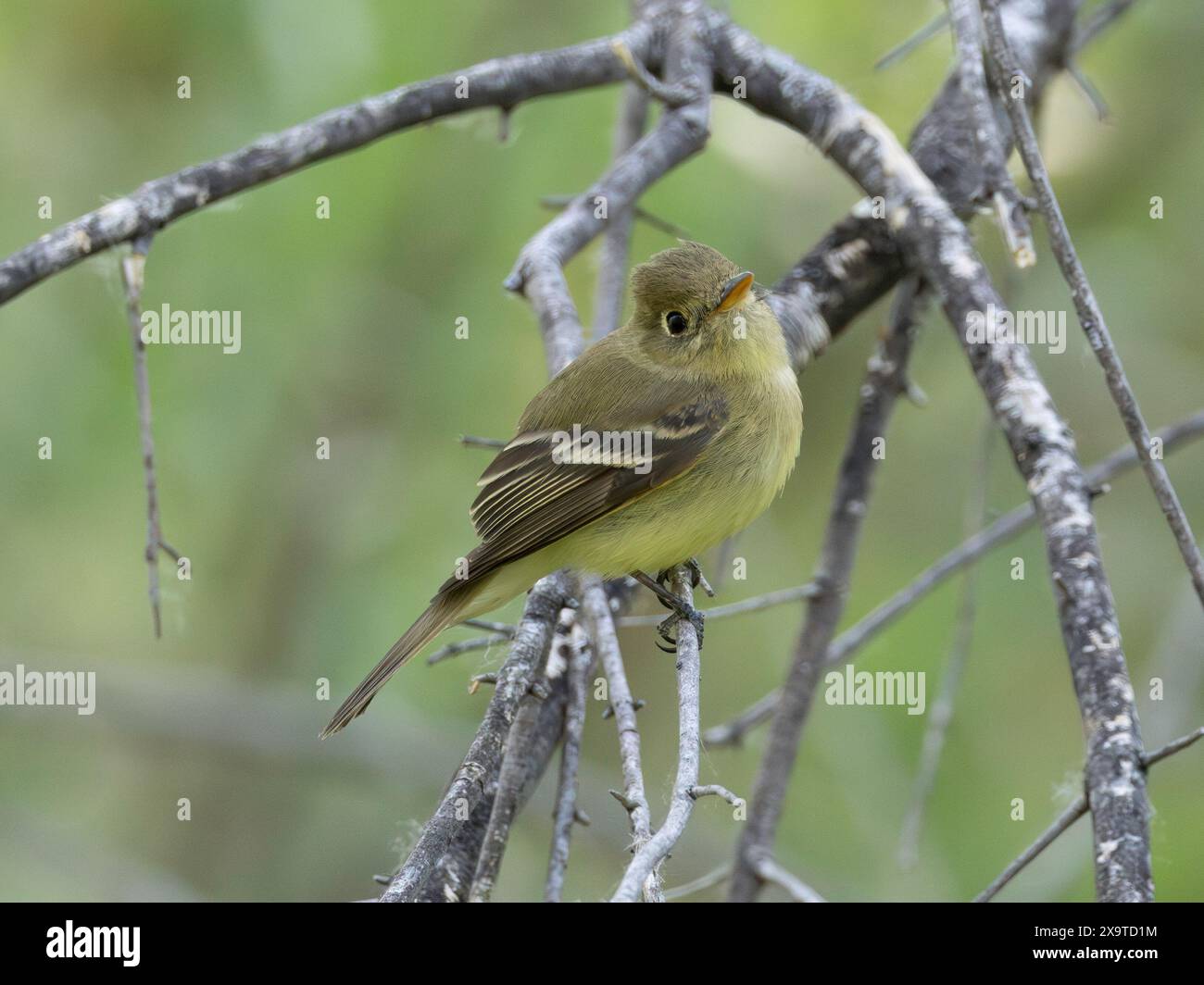Western or Pacific Slope Flycatcher Stock Photo - Alamy