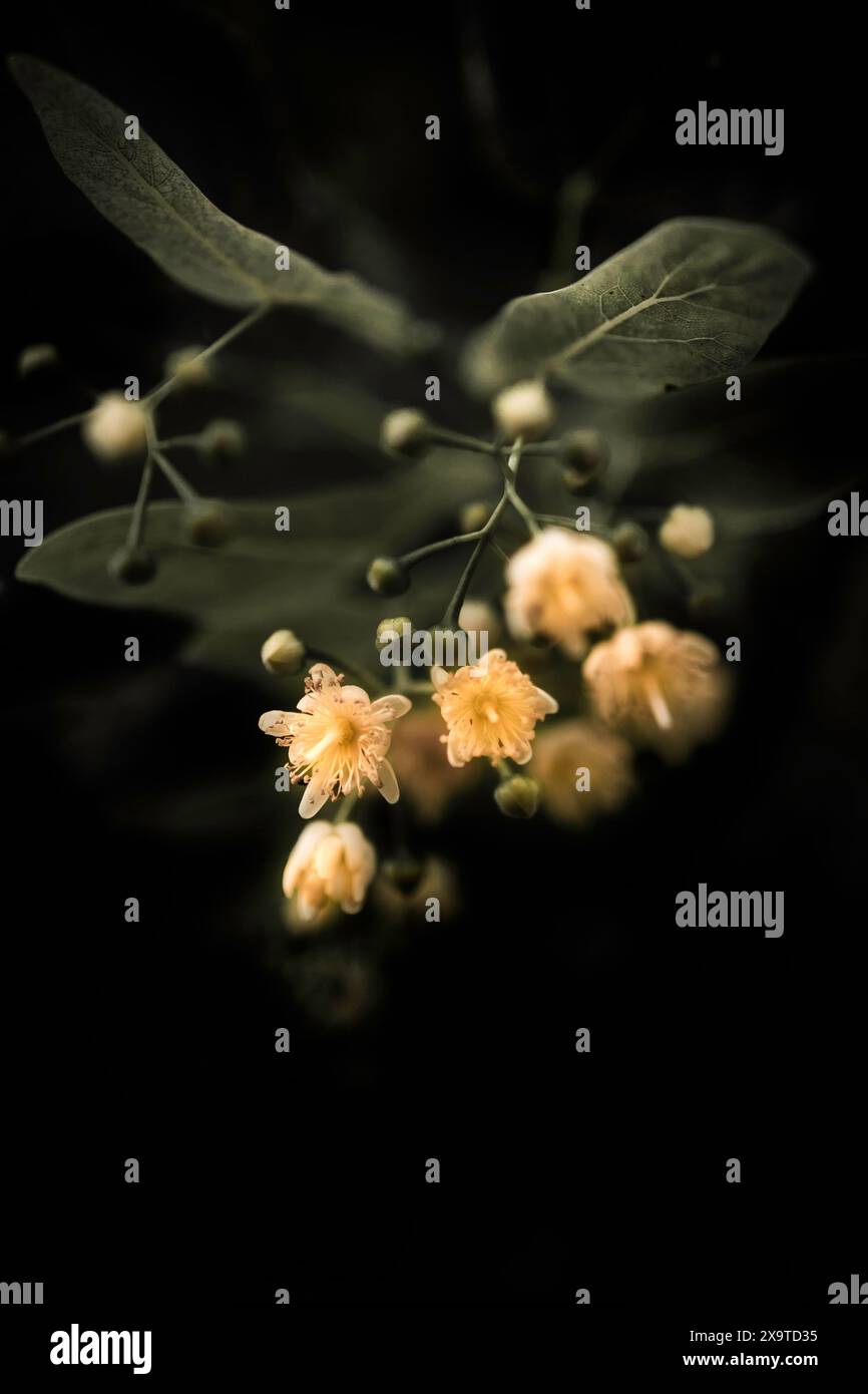 Muted green and yellows hi-res stock photography and images - Alamy