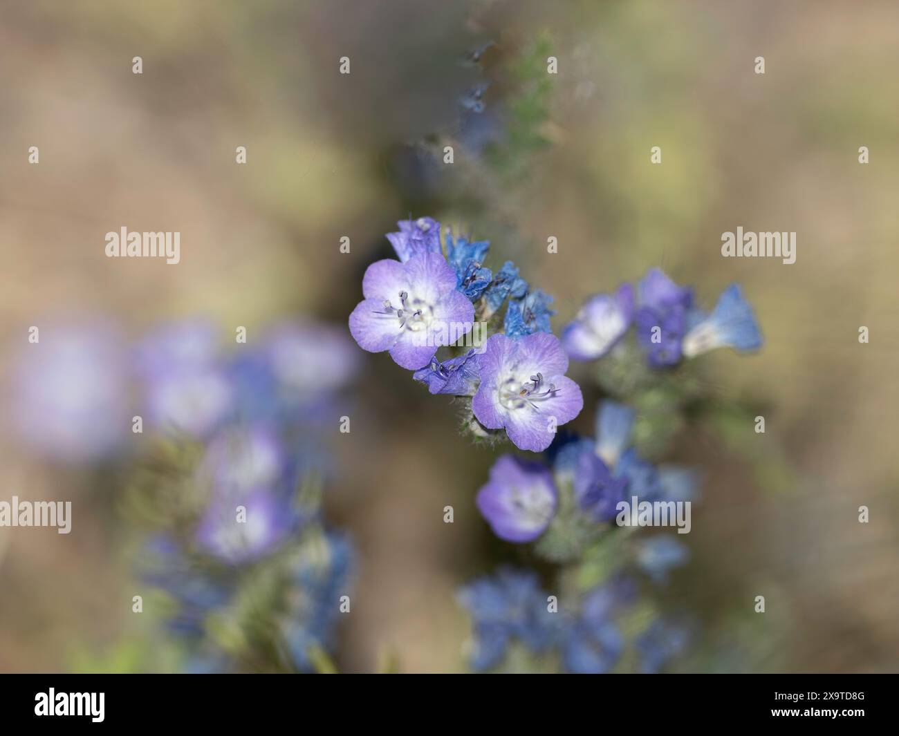 Jacobs ladder flowering hi-res stock photography and images - Alamy