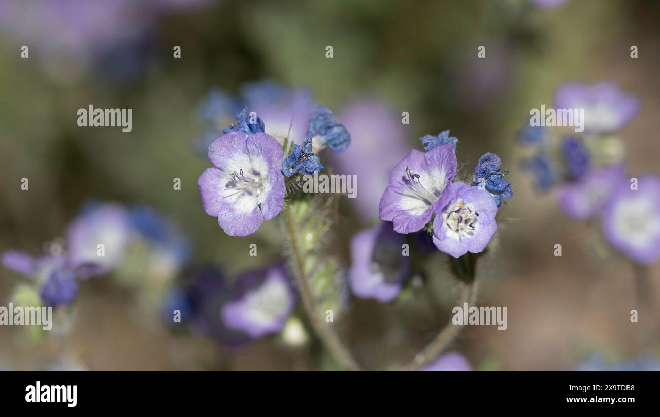 Jacob's Ladder Macro Garden Wildflowers in Alaska Stock Photo - Alamy