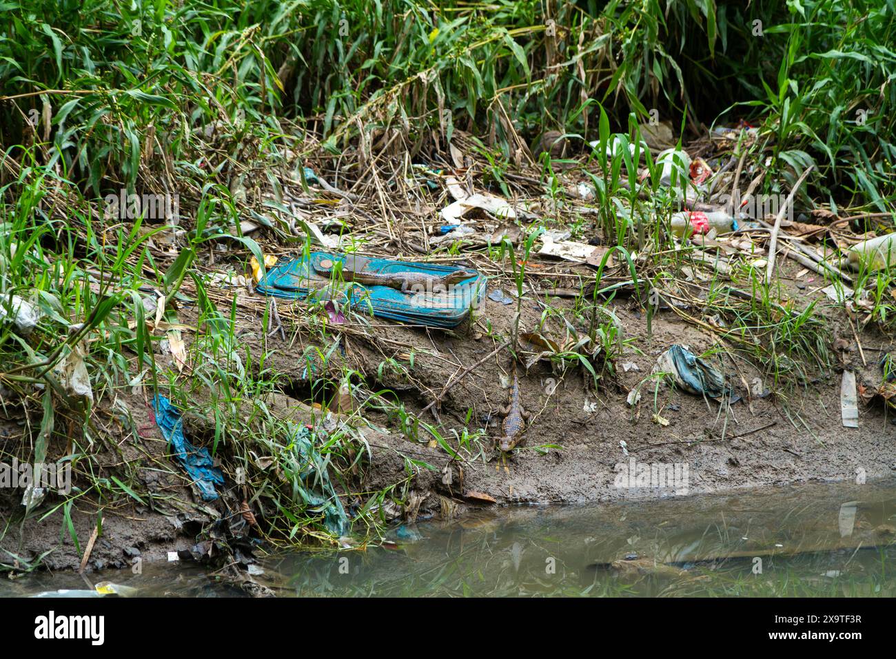 Crocodile resting in garbage polluted jungle on the Amazon river Stock ...
